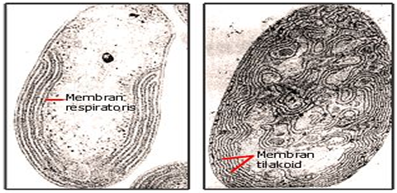 Apa itu Bakteri? - KajianPustaka