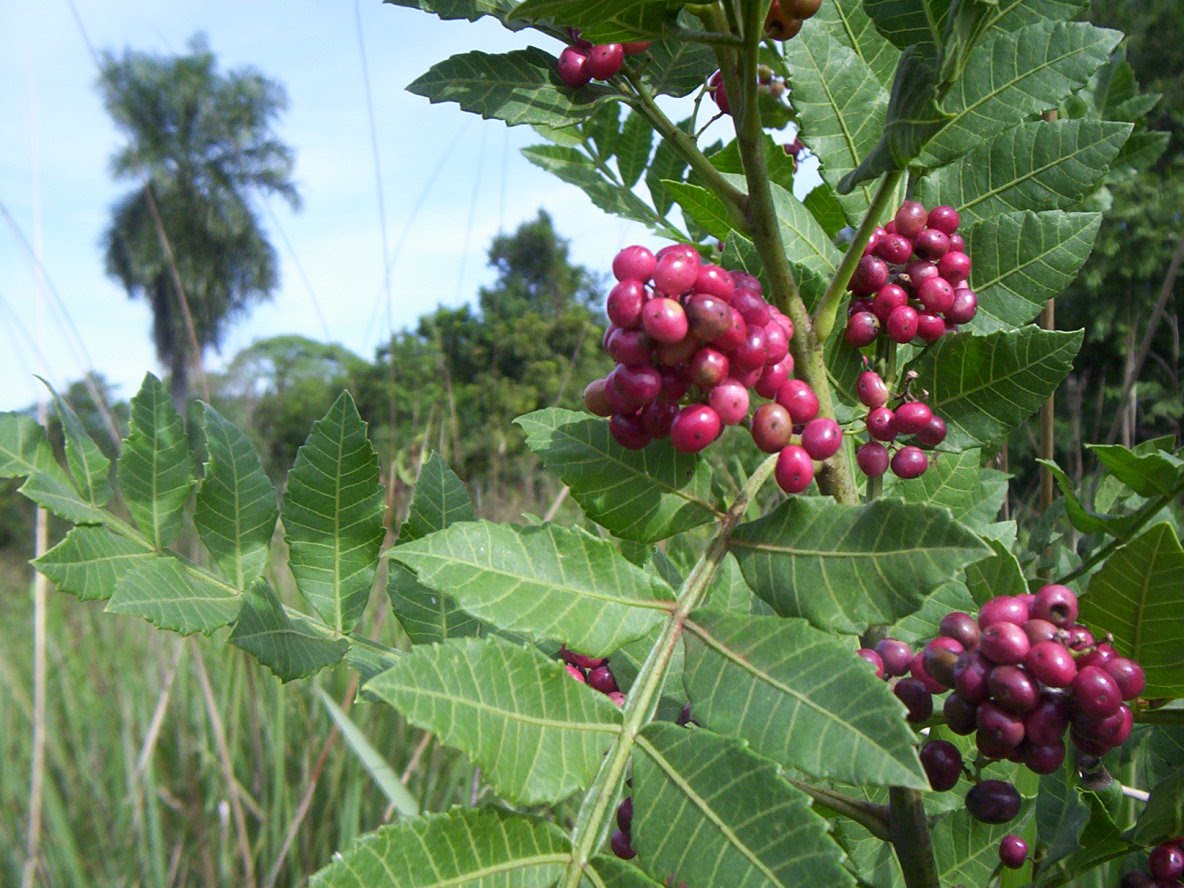 FLORA DE MISIONES Argentina: Schinus terebinthifolius Raddi var ...