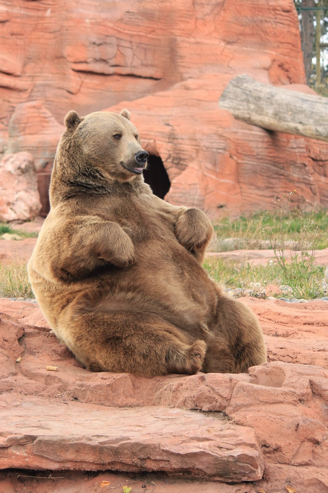 Nacer y crecer feliz: #Viernes de cuento: El oso