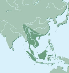 Ecofriendly: Sun Bear