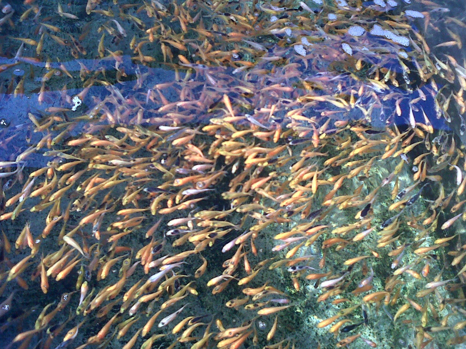 Jual Benih Ikan Mas Majalaya,Punten,Cangkringan Super: BIBIT IKAN MAS ...