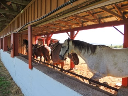 Teena in Toronto: Horseback riding at Broadleaf Ranch, NB