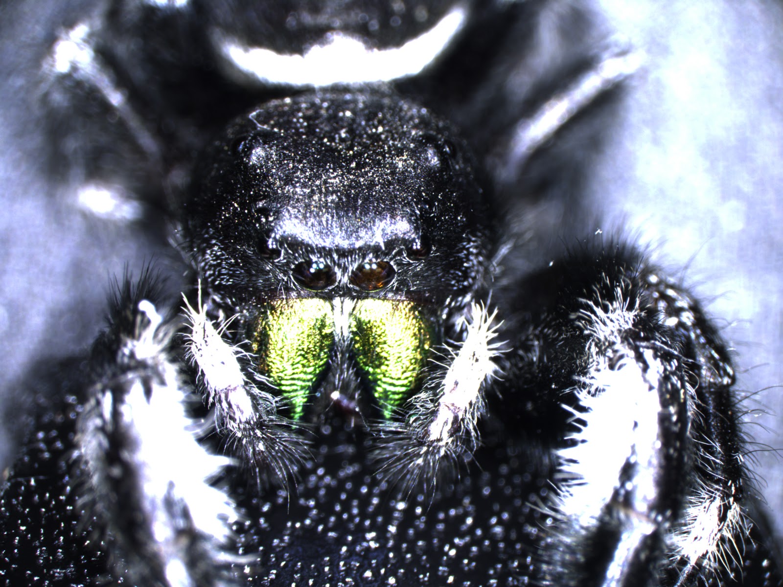 Scanning Electron Microscope Blog: A Jumping Spider