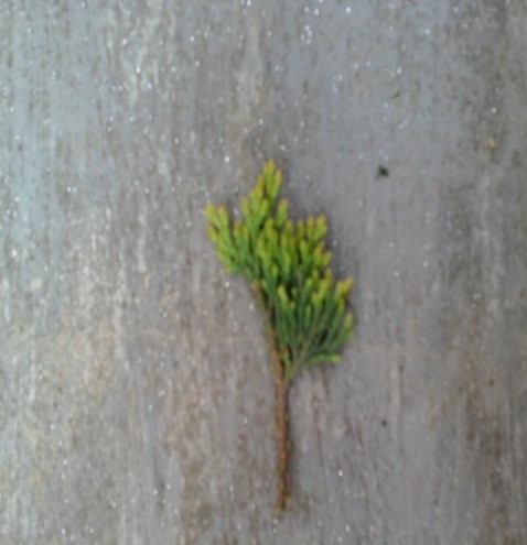 PINO LIBRO: febrero 2017