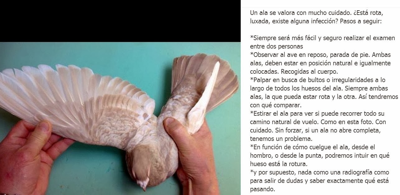 Mis amigas las palomas: Tratamiento ALA ROTA