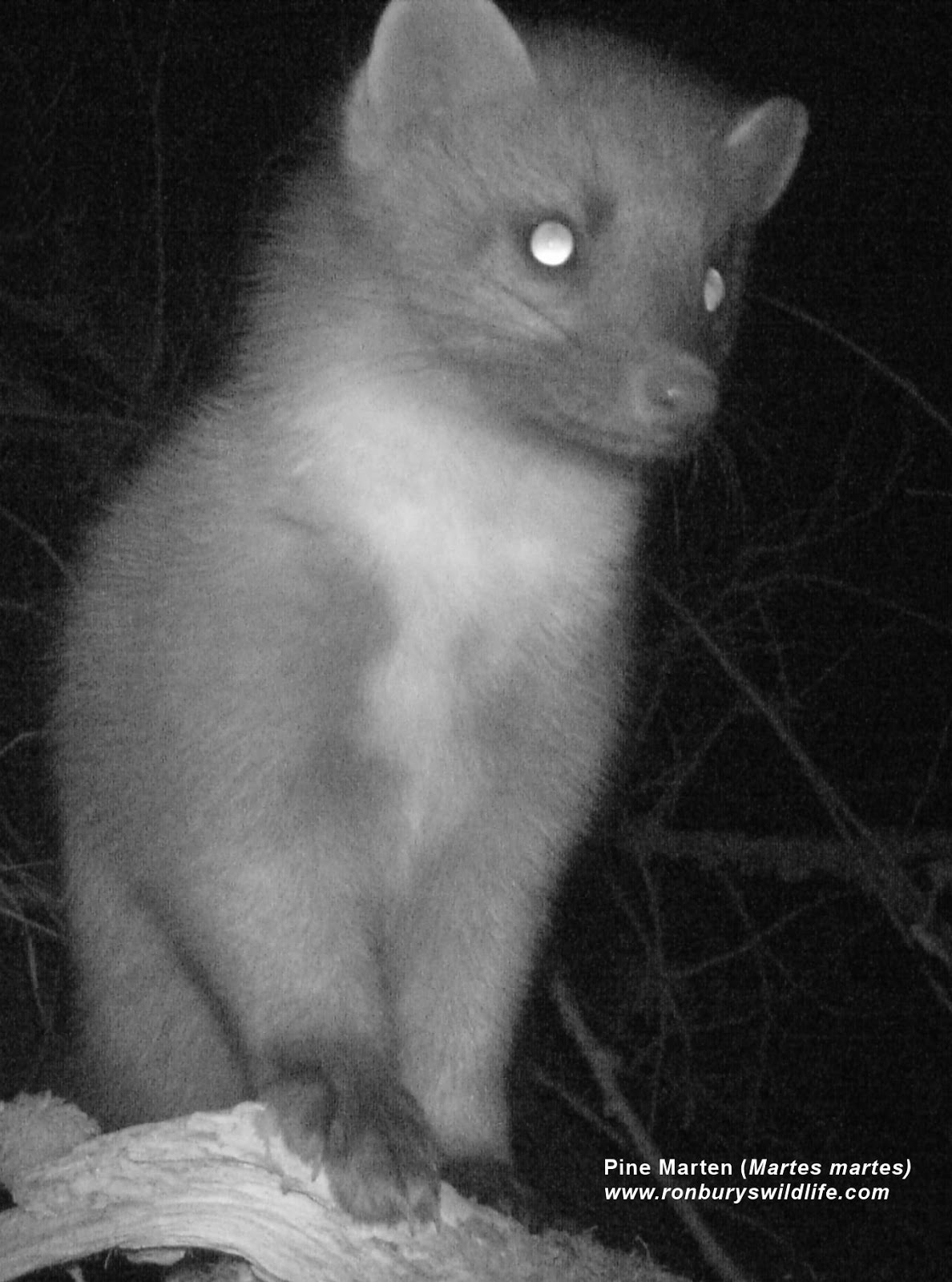 Ron Bury's Wildlife: Pine Marten taken with an Ltl Acorn 5210A using ...