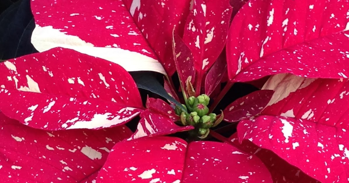 JeffCo Master Gardeners: Put Poinsettias in the Dark for Reblooming by ... JeffCo Master Gardeners: Put Poinsettias in the Dark for Reblooming by ...