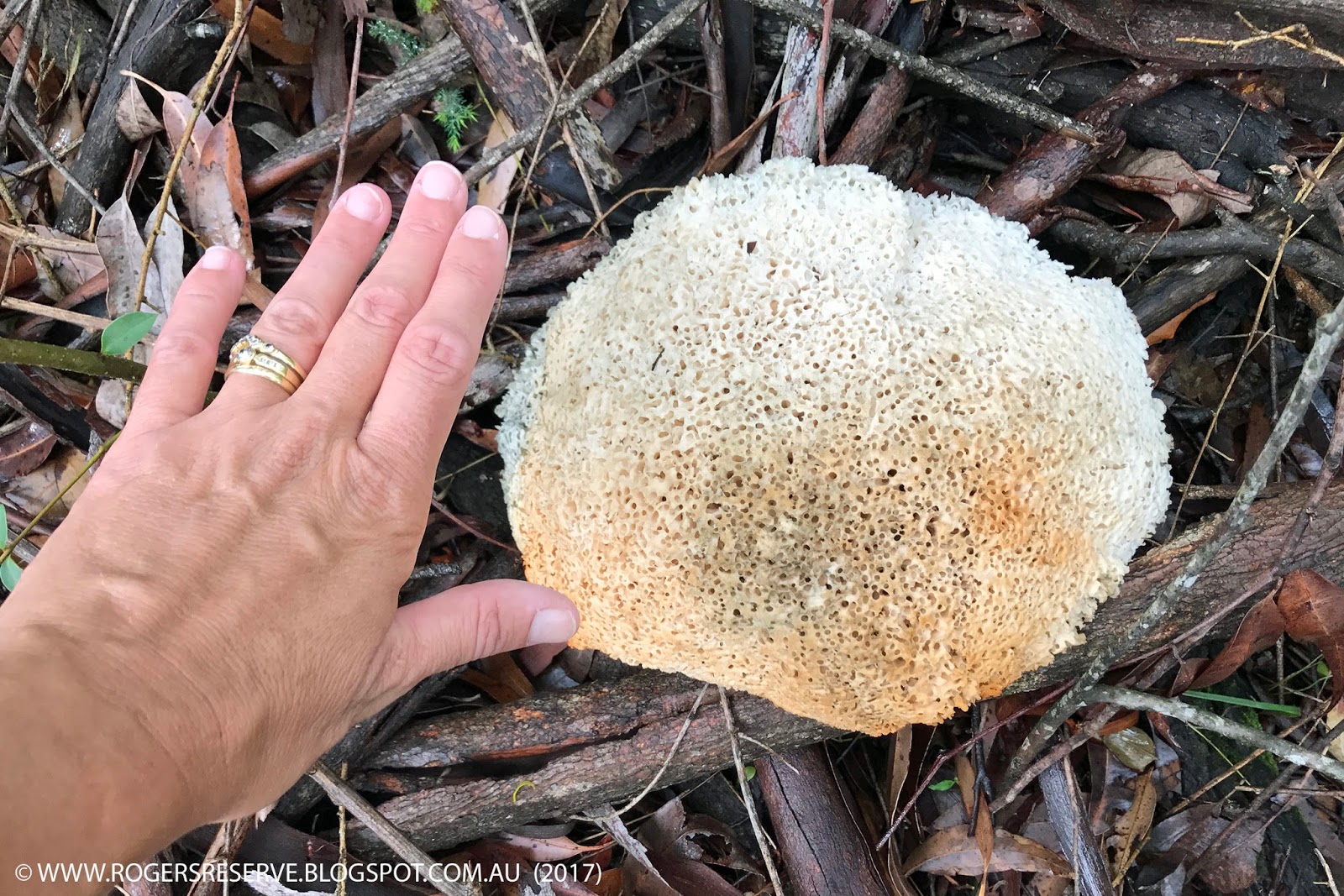 Charles and Motee Rogers Bushland Reserve: Native White Punk Fungi ...