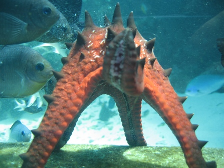 The Echinoblog: Starfish Standing on their Tippy Toes: The Strangeness ...