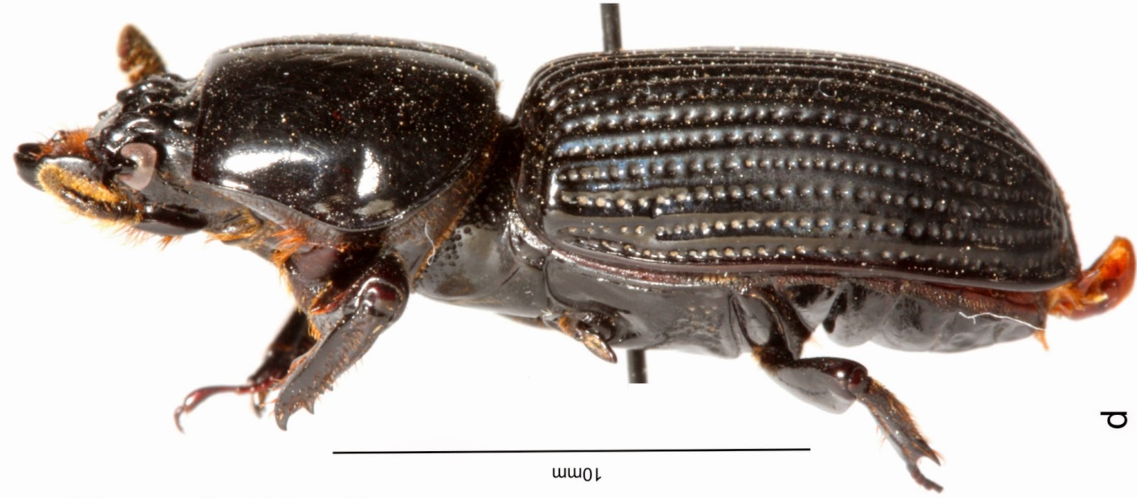 Sciency Thoughts: Nine new species of flightless Bess Beetles from ...
