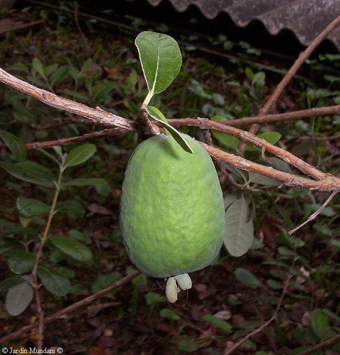 Future is written in green: 2012