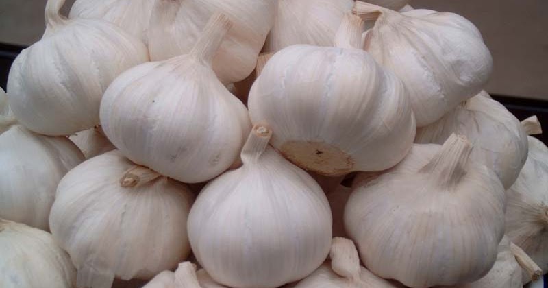 Tarbiah Kehidupan Dari Sebiji Bawang