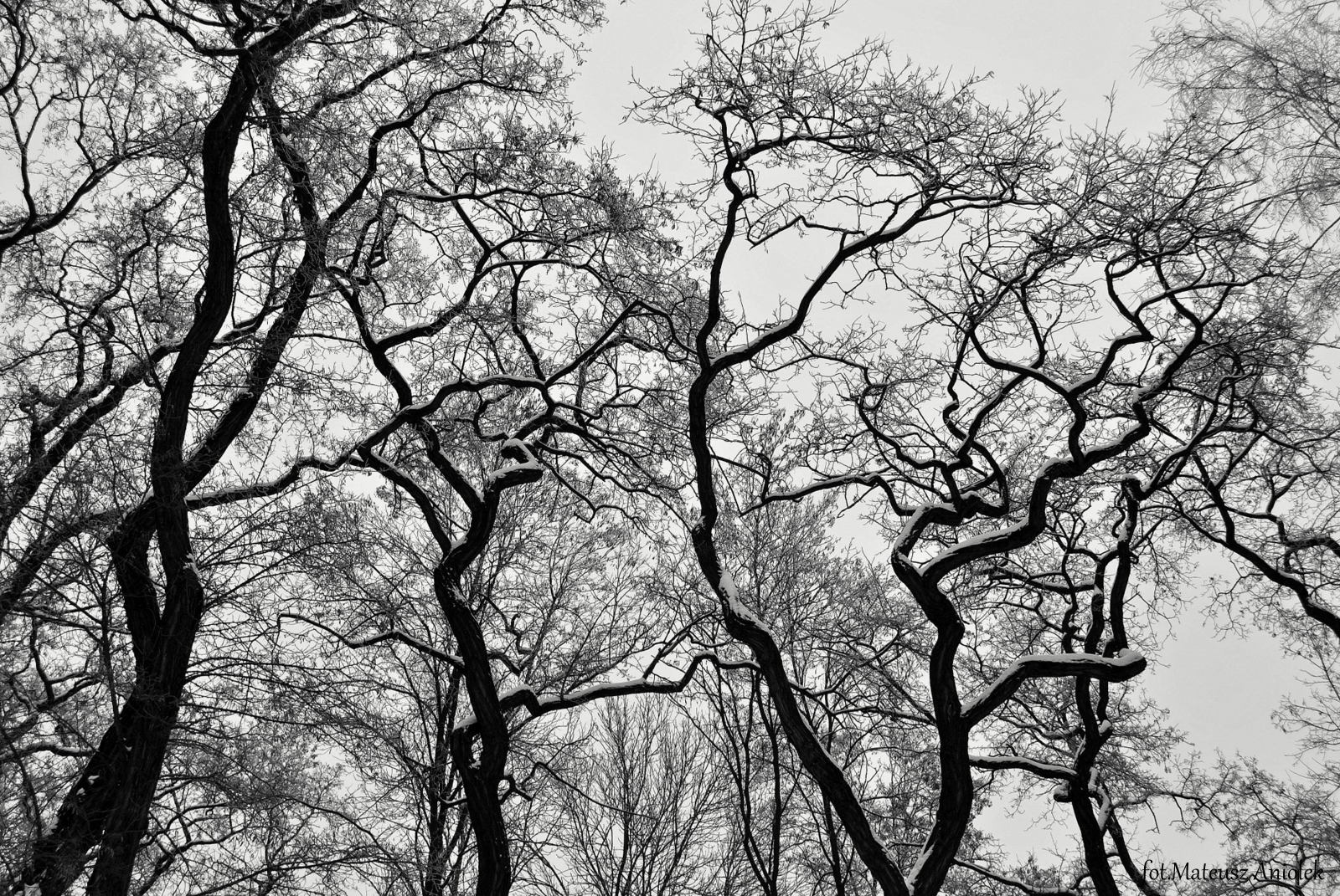 Mateusz Photography: Dormant trees in winter