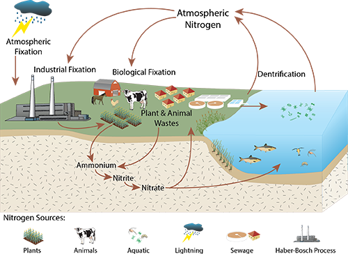 Nature and Farming: Rice Production: Chapter 8 - Plant nutrients and ...