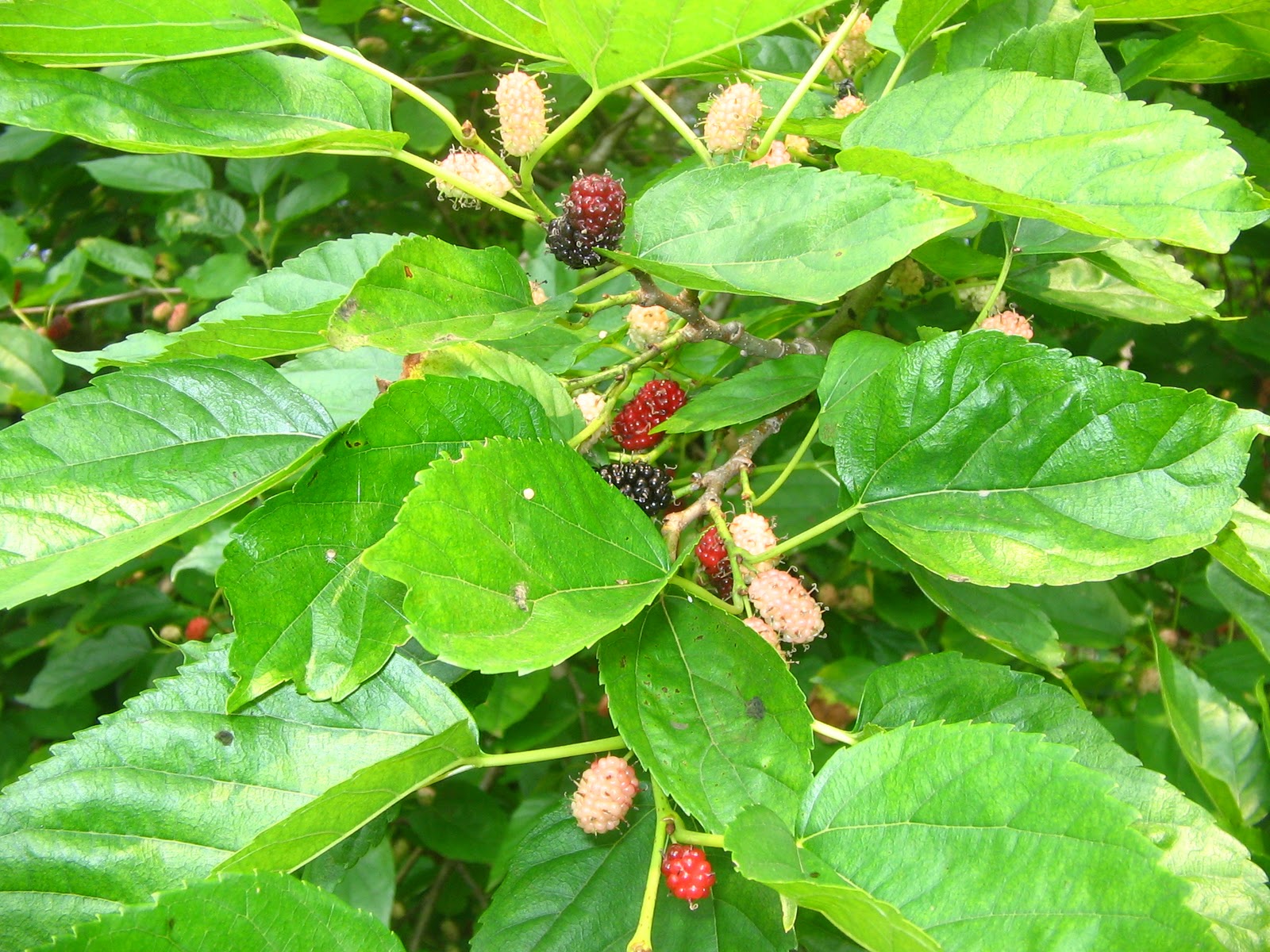 BLOG DE JOSÉ SANTANA LINKARCO: Folha de Amora - Uma Farmácia completa.