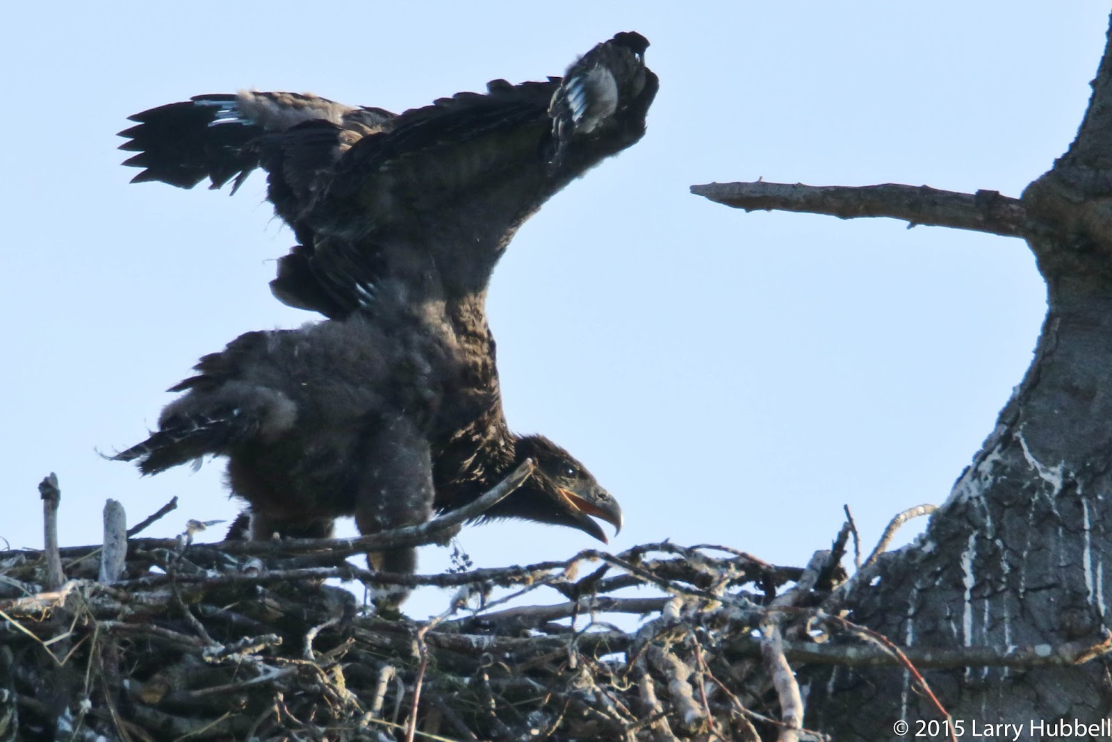 Union Bay Watch : Eaglets - Dinner, Defense & Development