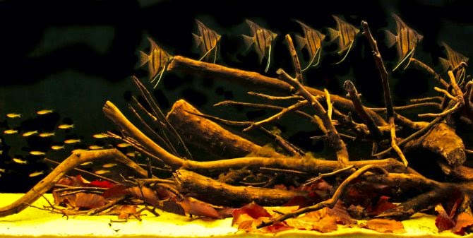 Aquascaping - Peru: Pterophyllum altum (AngelFish)