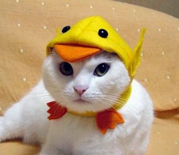 Cute Cat with Yellow Funny Cap |Cat Pictures