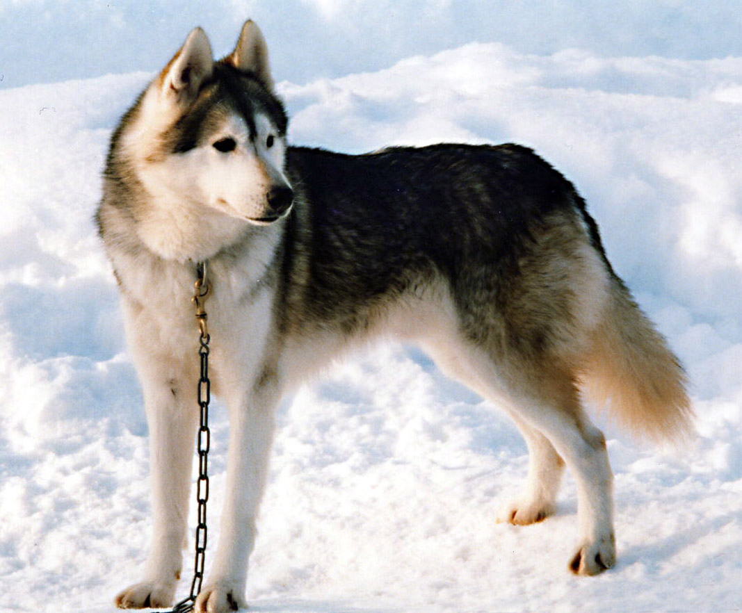 Siberian Spirit, siberische husky kennel