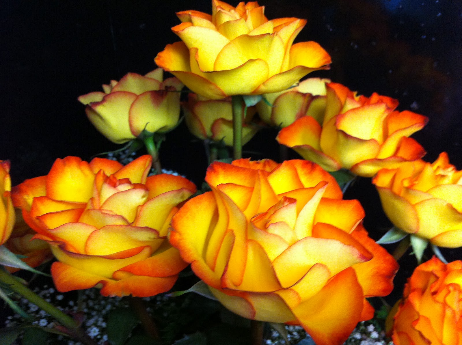 Confetti Roses Pictures at Mary Bevis blog