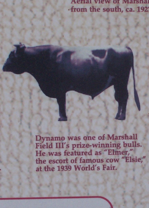 The Iconic Muse: Cow Appreciation Day: Elsie and Elmer