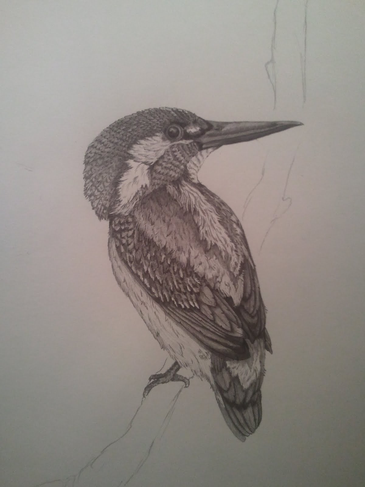 Ben Rothery Illustrator