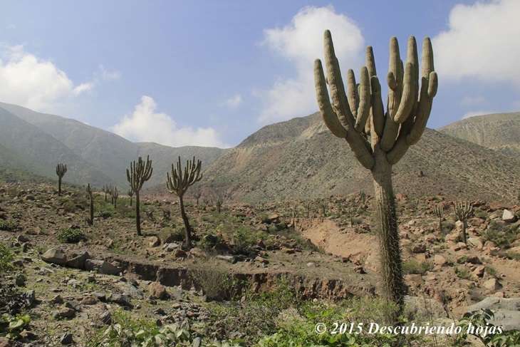 Descubriendo hojas: El cactus candelabro y las maravillas que lo acompañan