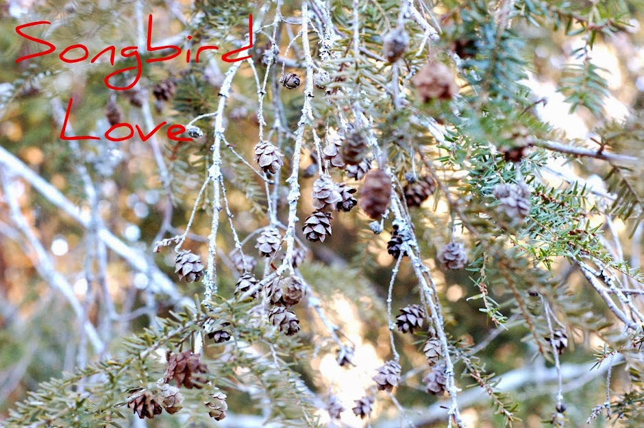 Songbird: Walt Whitman Poem