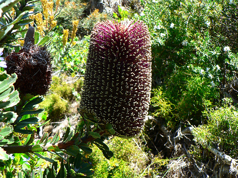 ournomadicways: Wildflowers of WA part 5