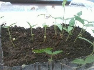 Gardening by the G-Fource: Day 7 - Monggo Project