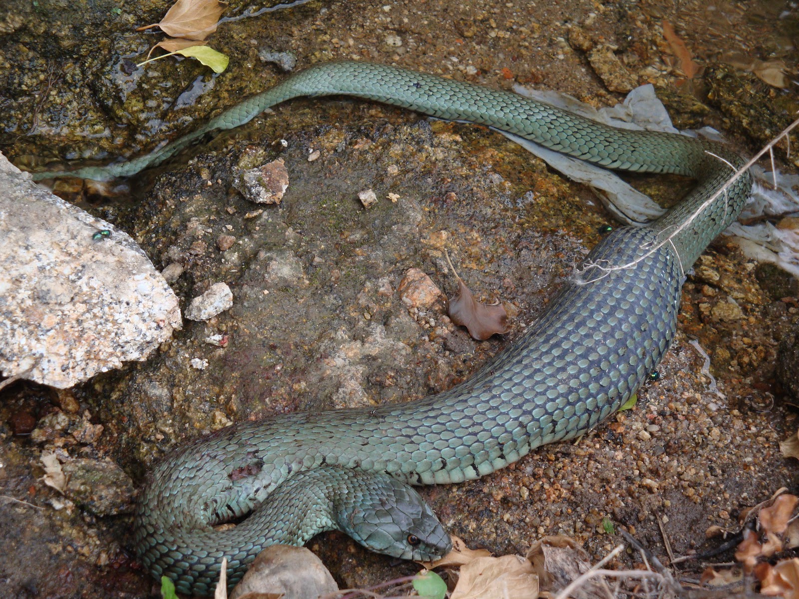 Bichos y plantas de la Vera.: El culebrón del verano...