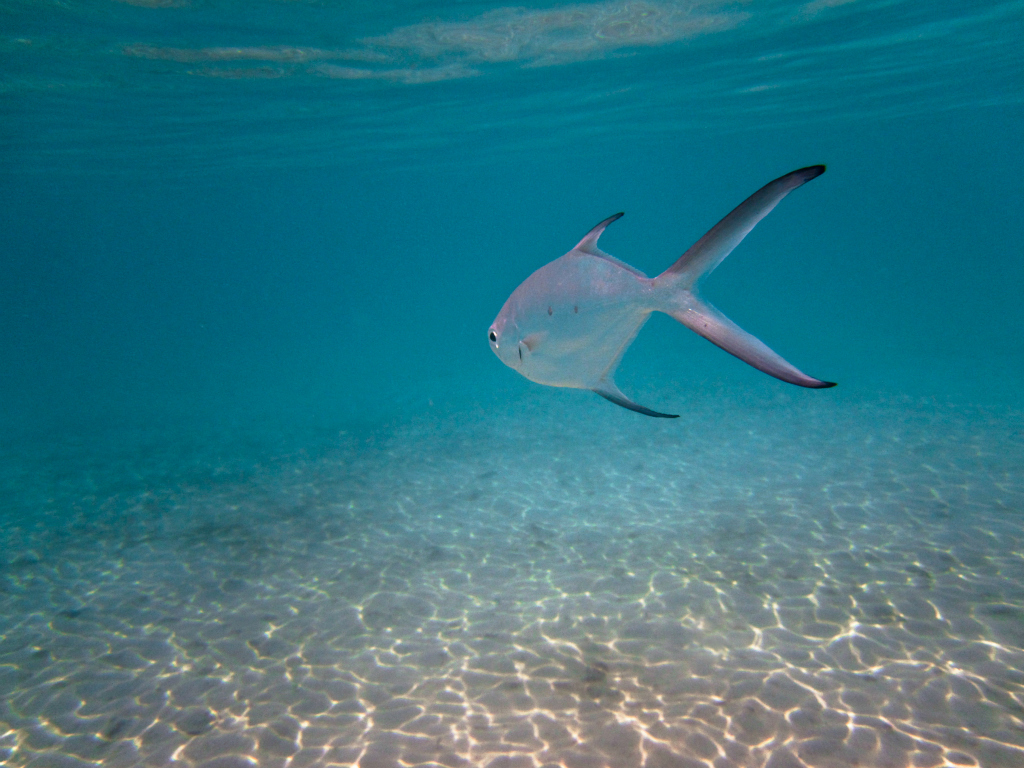 Ford Family Photos: Michaelmas Cay, Great Barrier Reef, Queensland ...