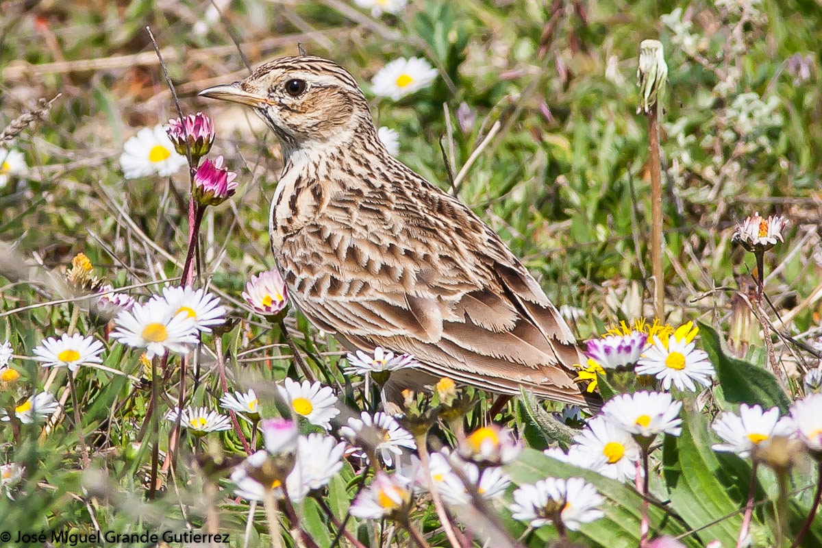 AVES DEL CIELO - BIRDS OF HEAVEN: LARK-ALONDRAS(Alaudidae)