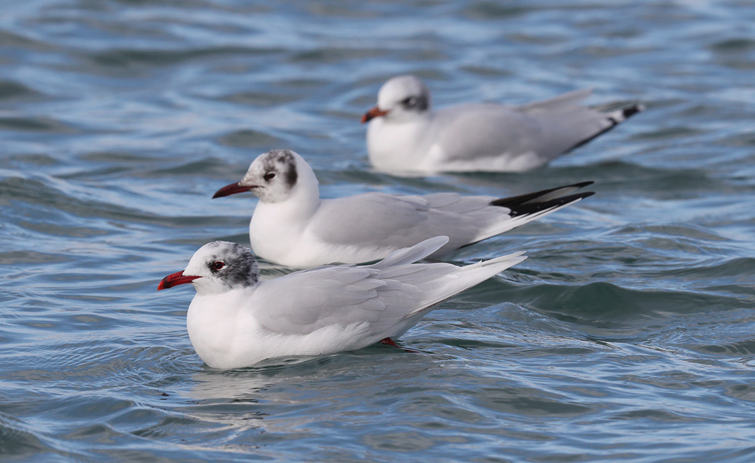 The Bruce Mactavish Newfoundland Birding Blog: Irish Birding in Feb - A ...