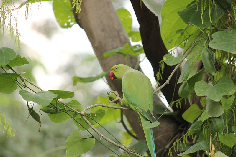 Mythology and Folklore UN-Textbook: Jataka: The Parrot that Fed His Parents