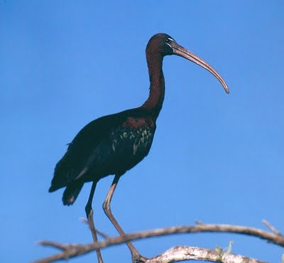 Glossy Ibis - ARUNACHALA BIRDS