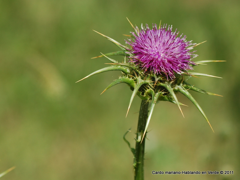 Hablando en verde: Cardo mariano