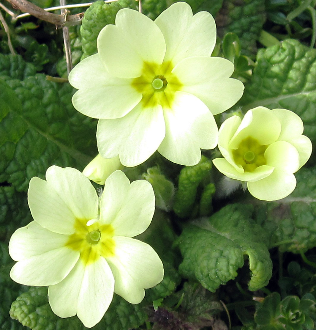 What I Saw #10 | Naturally