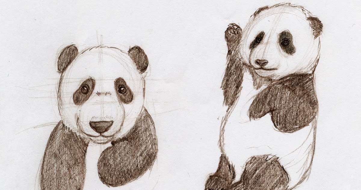 Visual Appendix : Animal Drawing Practice