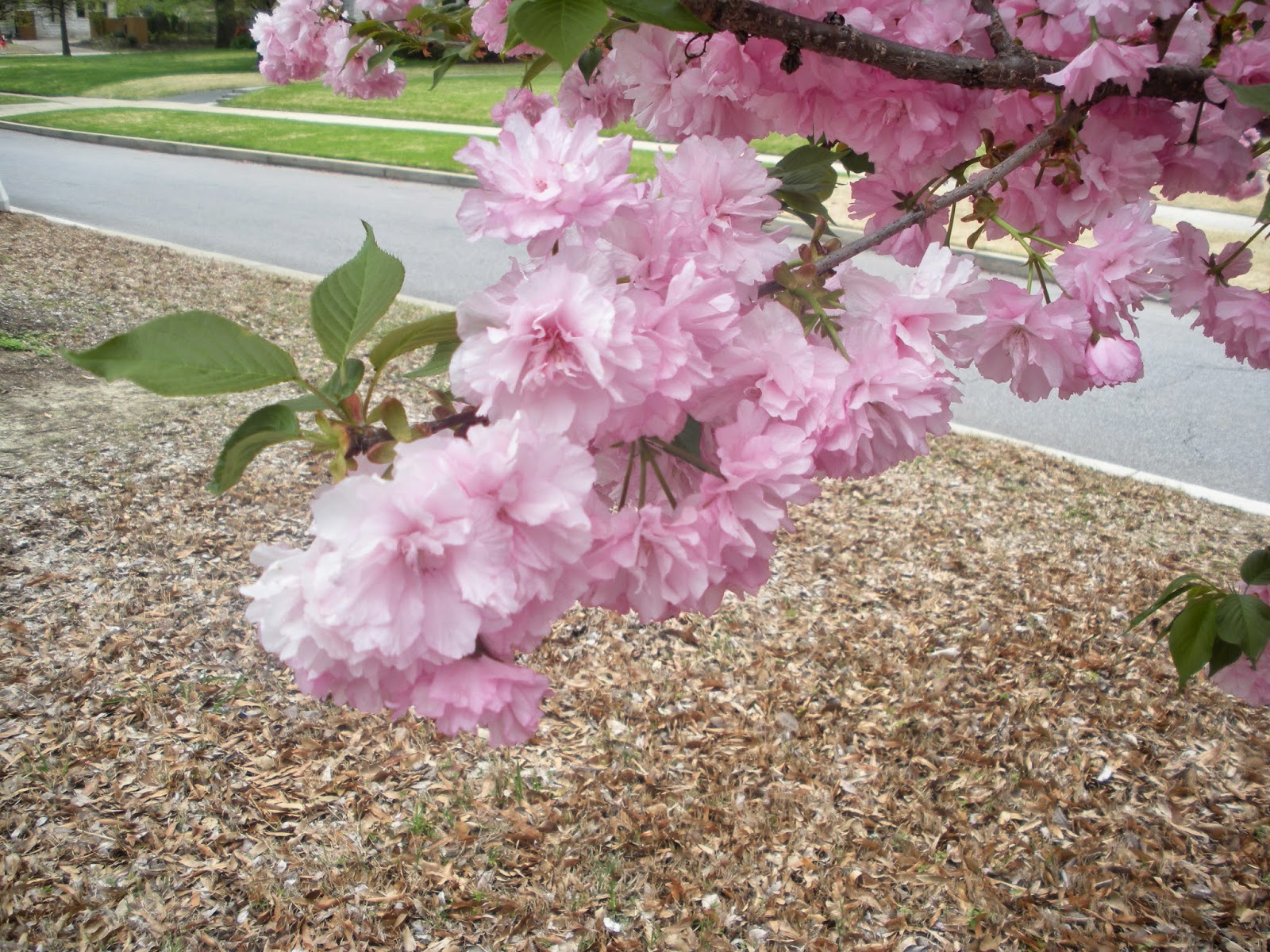 Memphis Trees: April Comes to Memphis