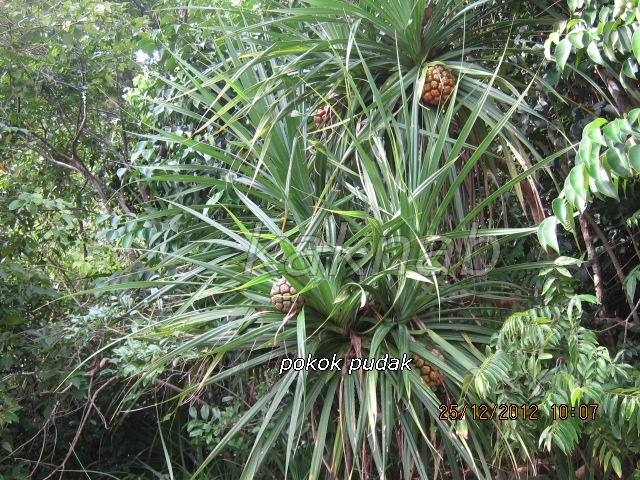 pokok herba,bunga, ulaman dan segala jenis tumbuhan: pokok pudak