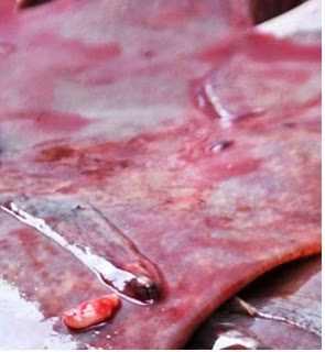 Berbagai Contoh Simbiosis Parasitisme: - Jenisajatitik