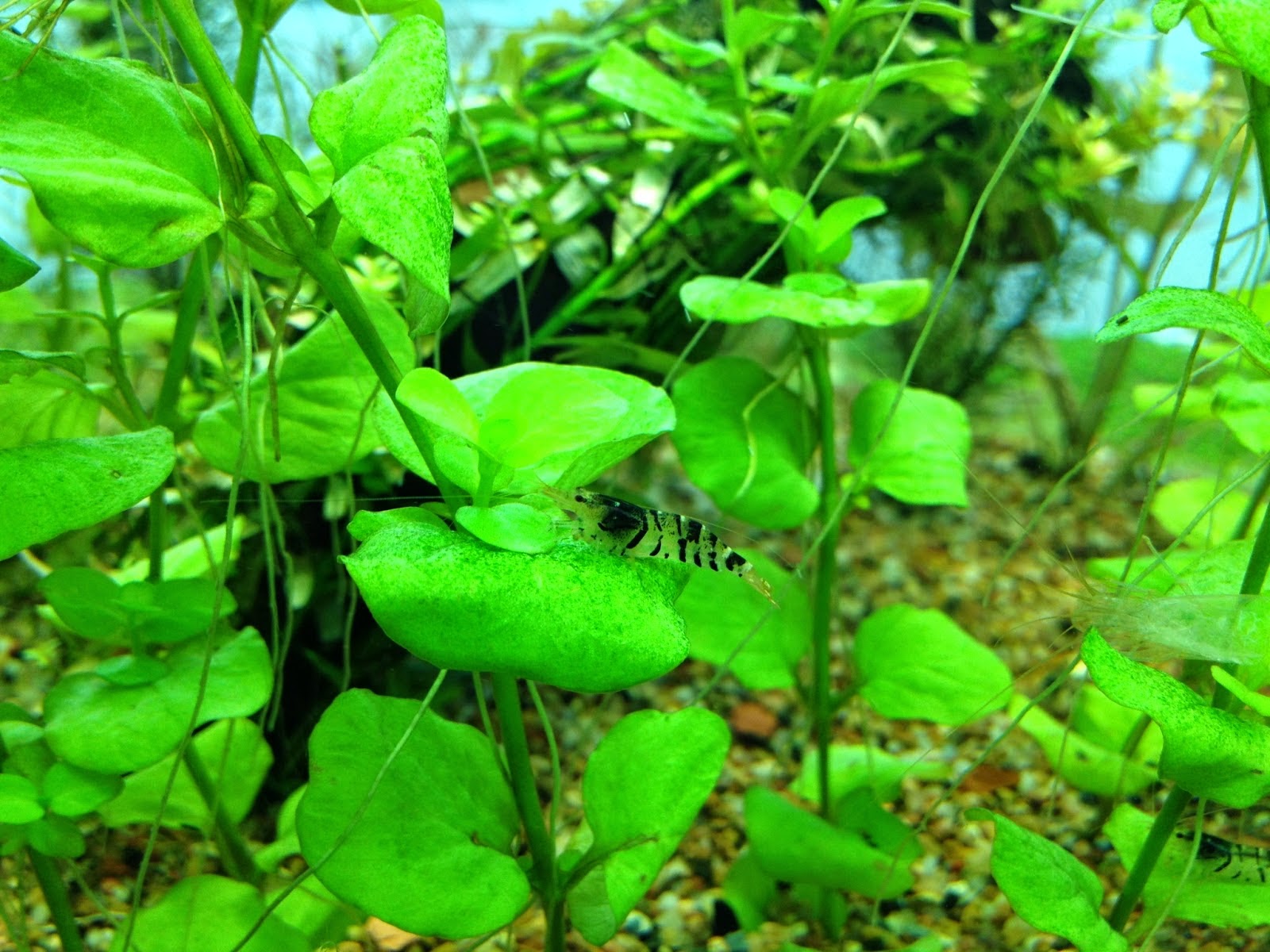 Crystal Red Shrimp: Tibee Shrimp