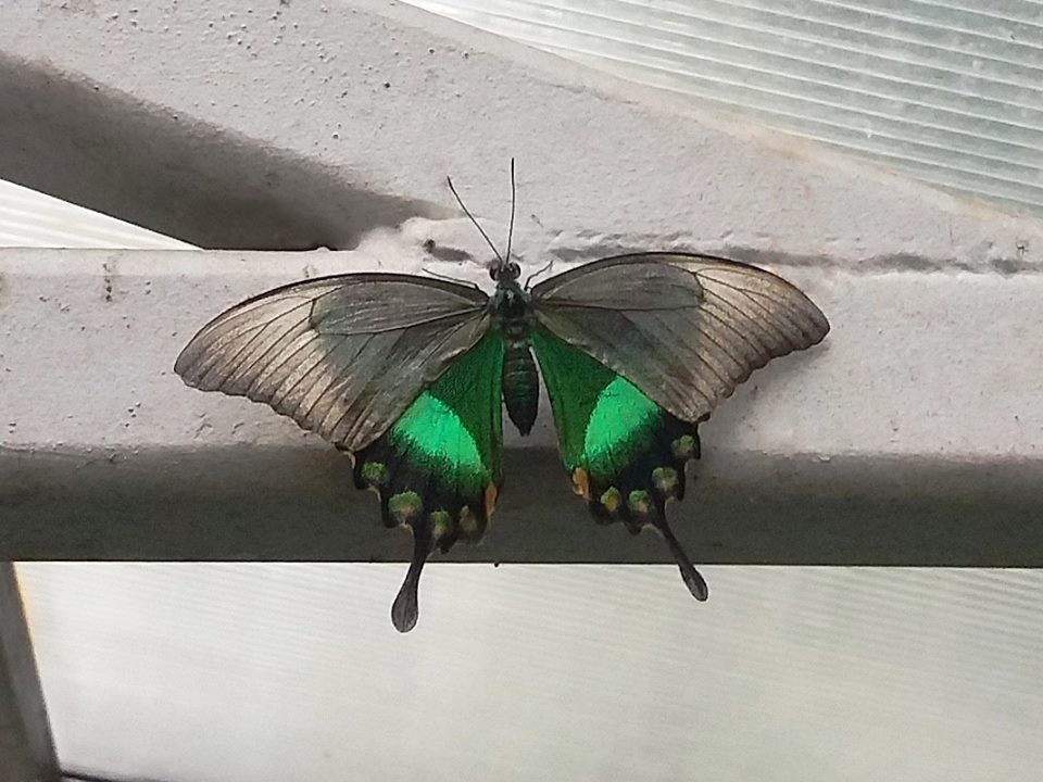 Ştiinţă pentru toţi: COADA RÂNDUNICII DE SMARALD - Papilio palinurus ...