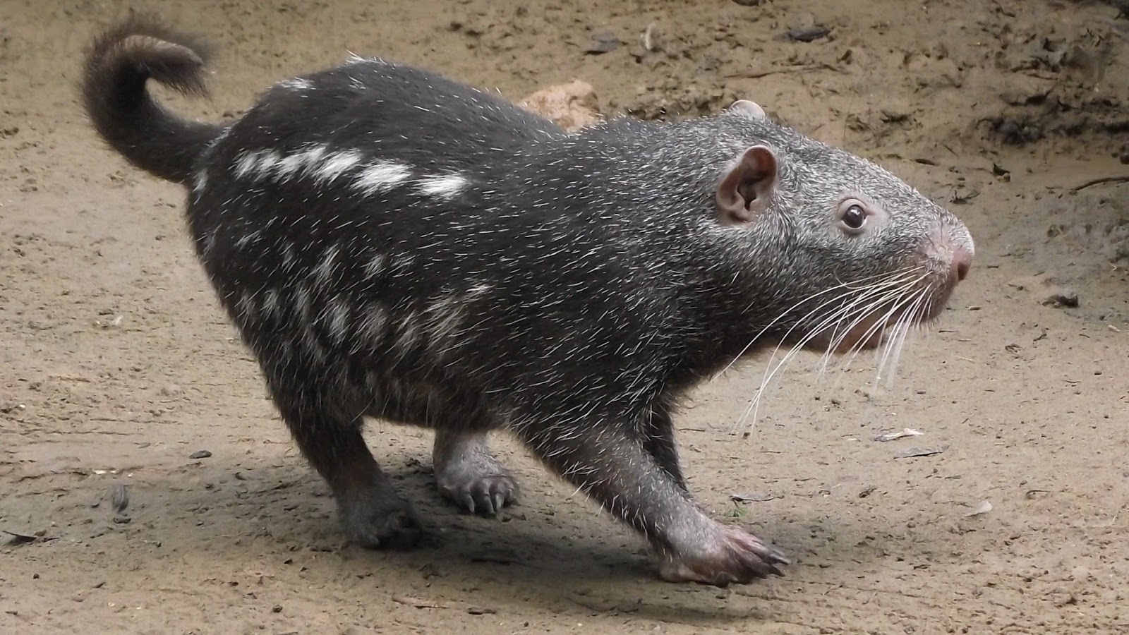 CANOASDOMAR: BRASIL - Espécie pouco conhecida da Ciência, a pacarana ...