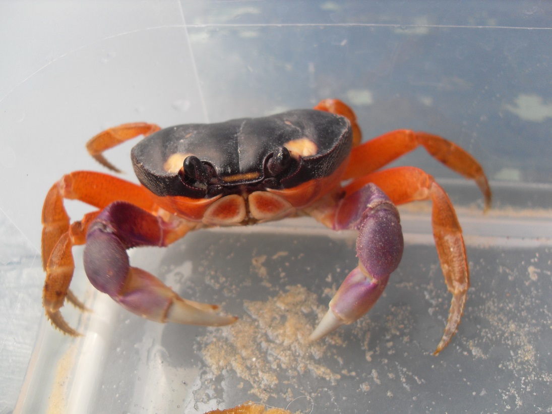 My Adventure with Halloween Moon Crabs: UPDATE: Photos, size ...