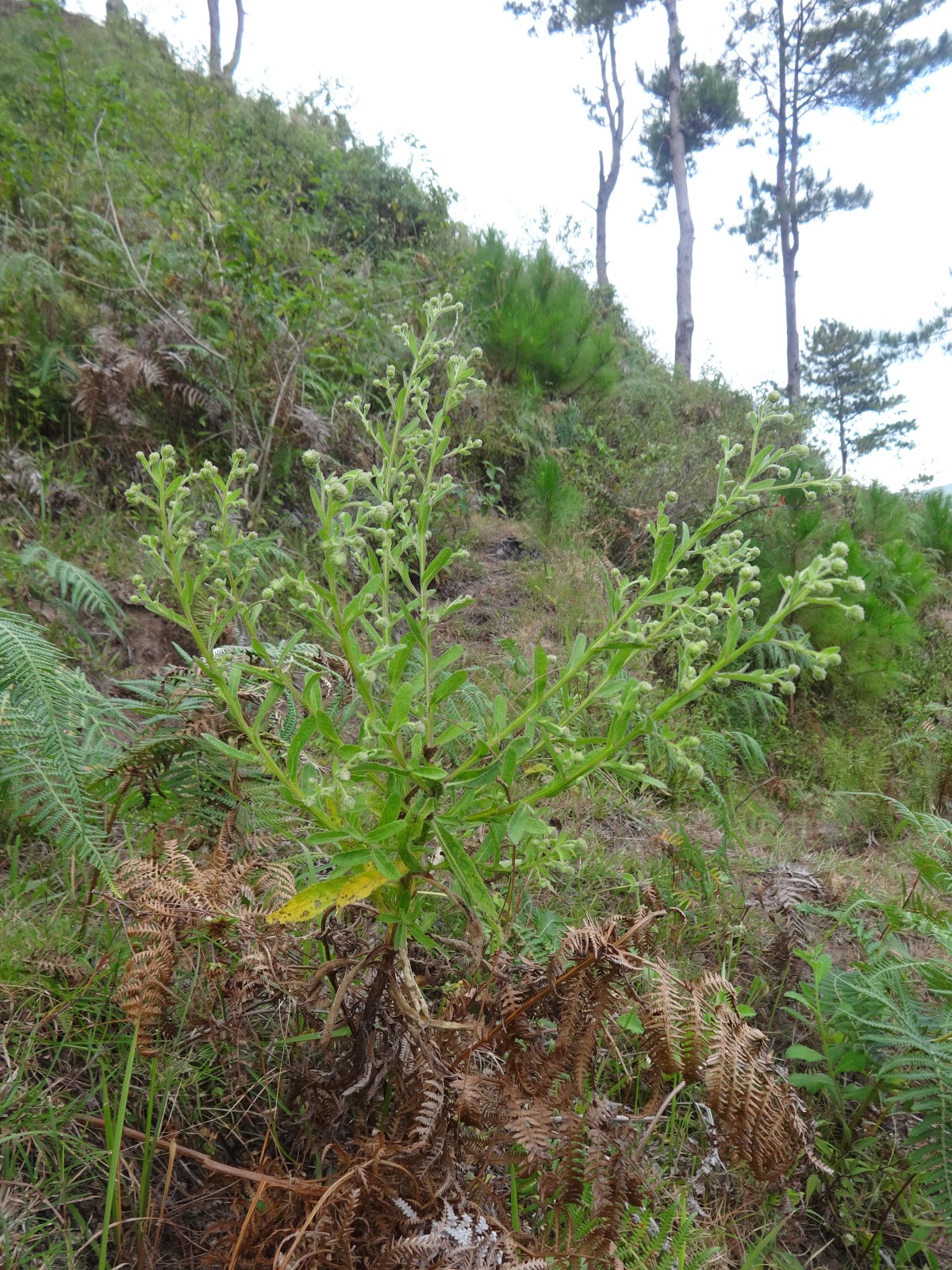 Herbs from Distant Lands: Laggera alata - Winged-Stem Laggera, Liu Leng ...