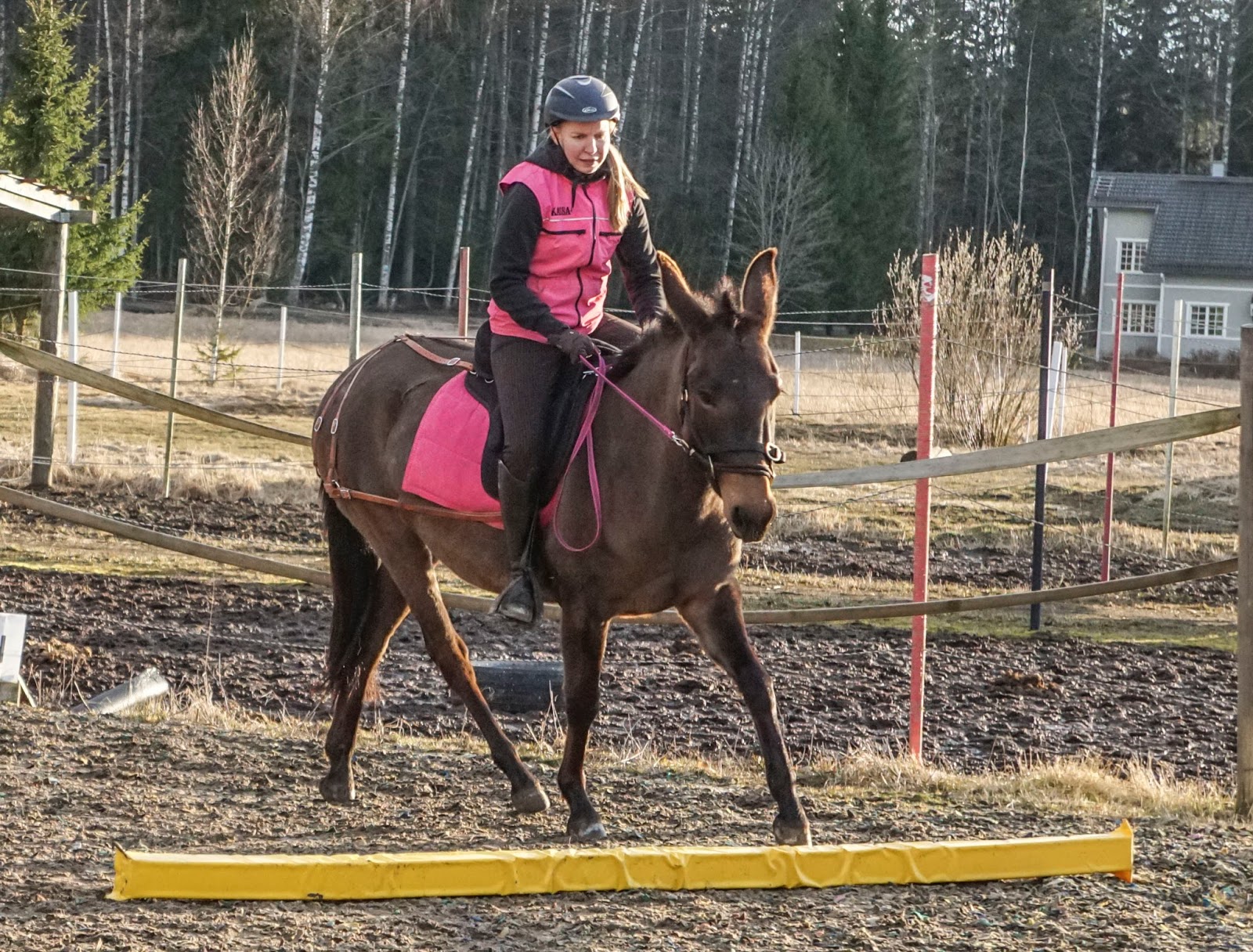 Muuliprojekti: Mietteitä Muulin koulutusjaksosta, miksi, miten ja mitäs ...