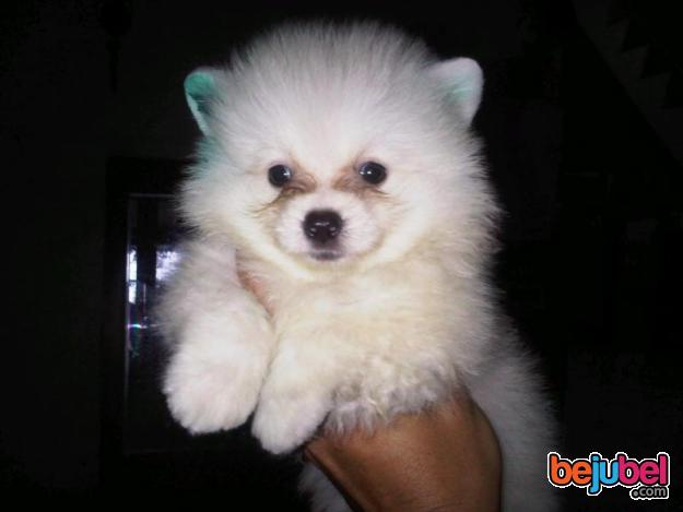 Perbedaan antara Anjing dan Kucing – Jati.id