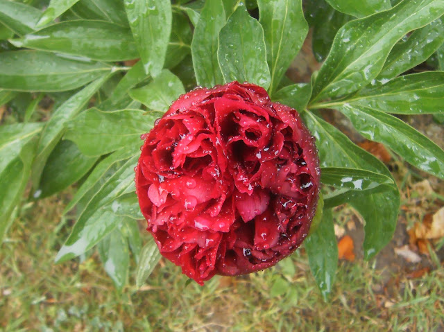 Patchwork-blomsten: Endnu en pause :o(